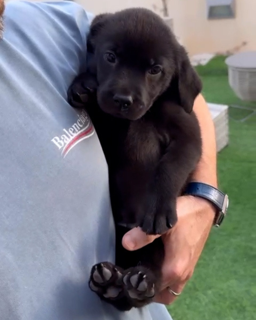 Labrador retriever girl
