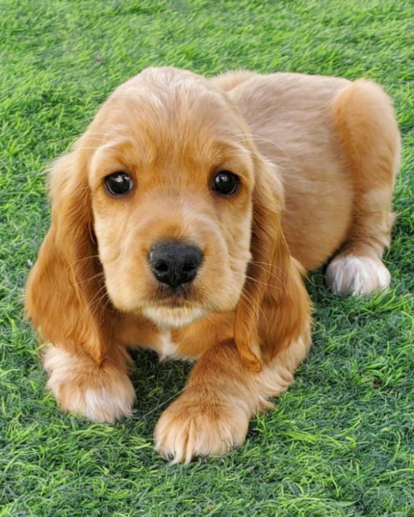 Cocker spaniel boy and girl