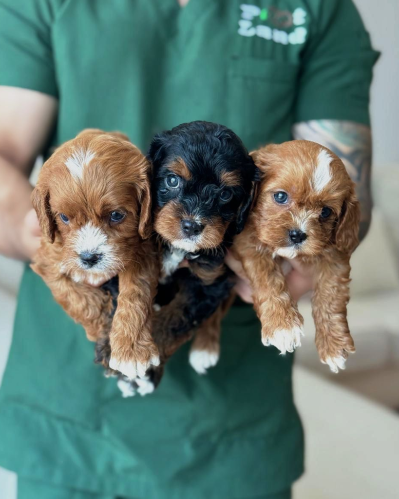 F1 cavapoo Boys