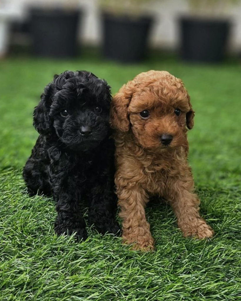 Miniature poodles