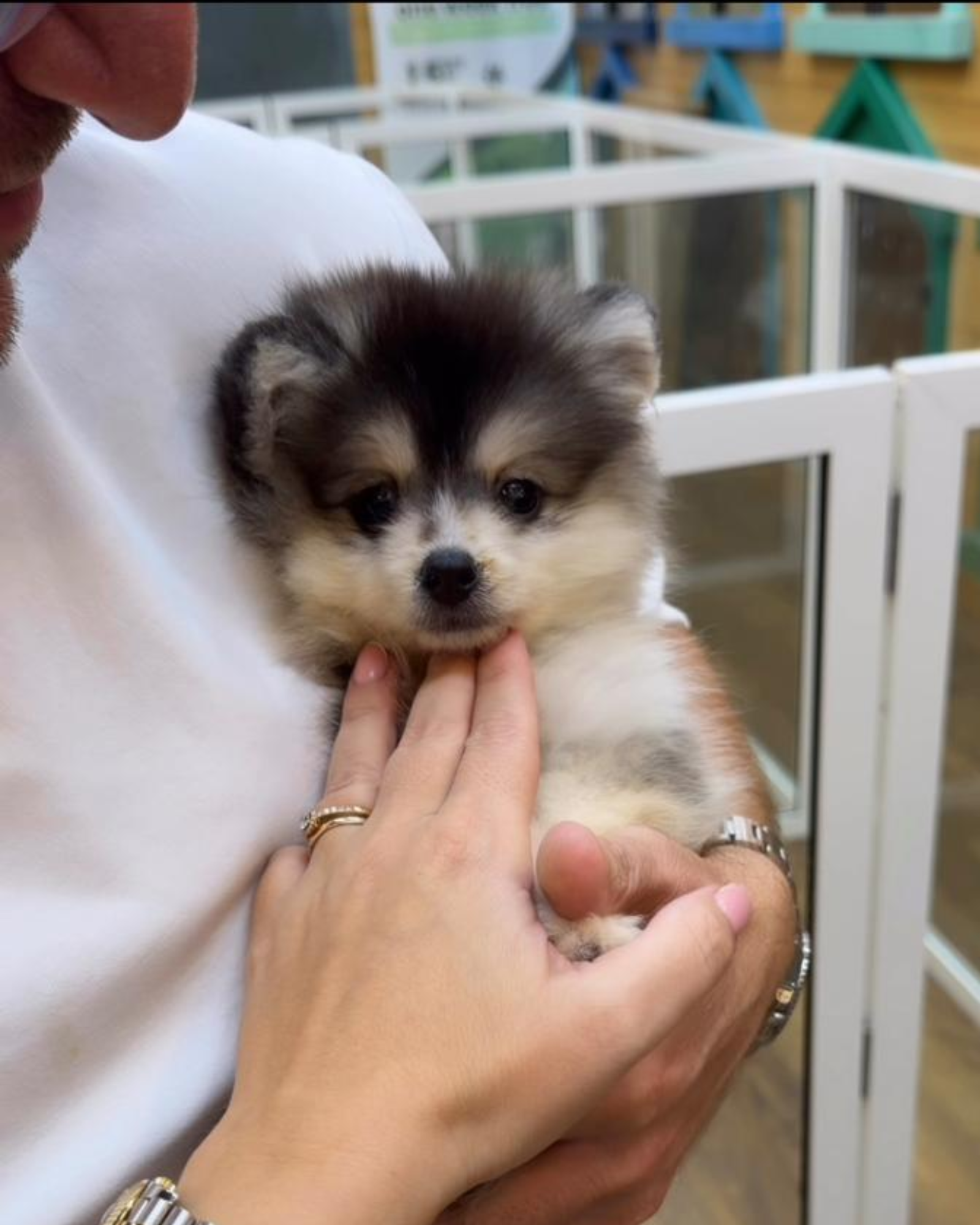 Mini Pomsky Boy