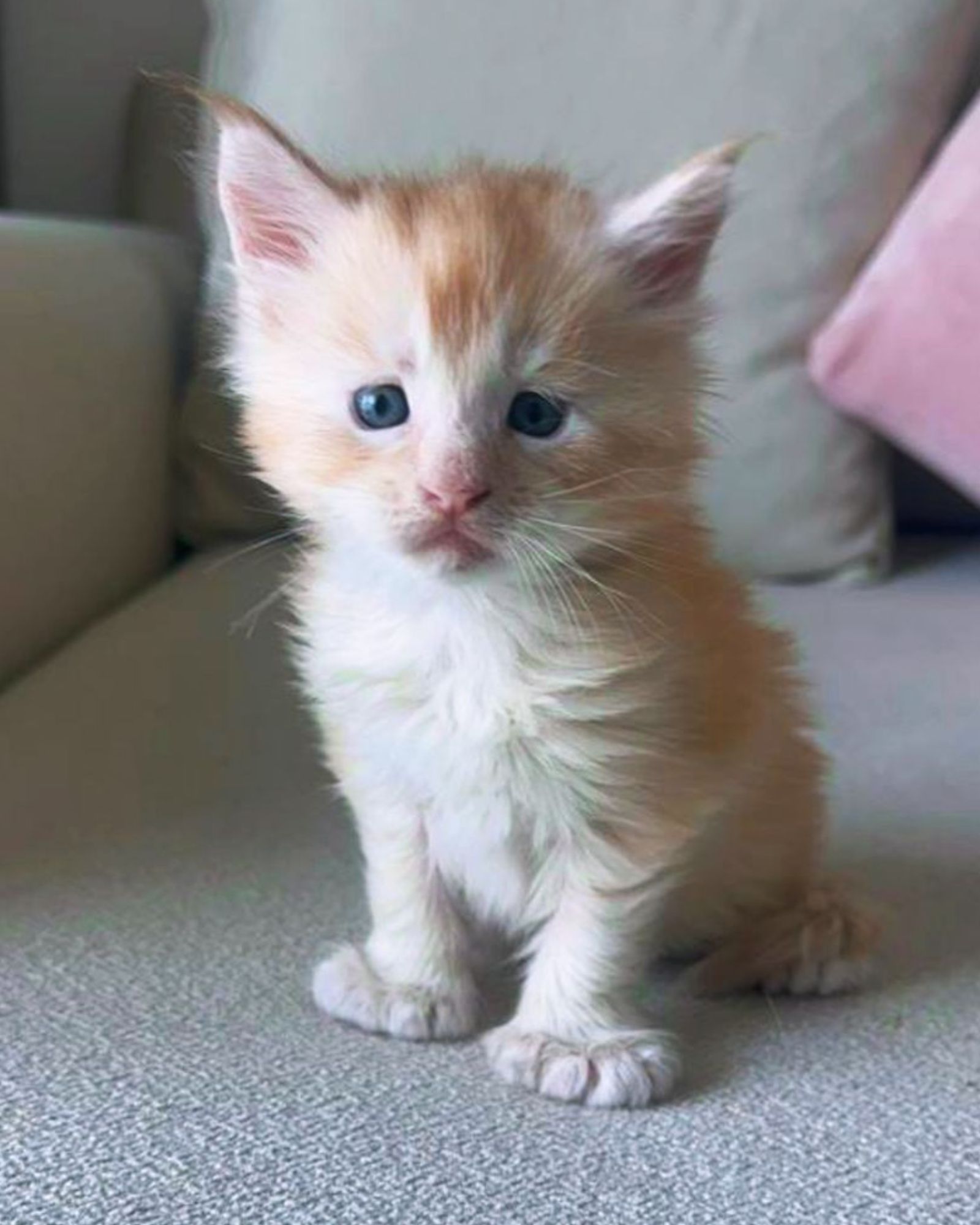 Polydactyl Mainecoon boy